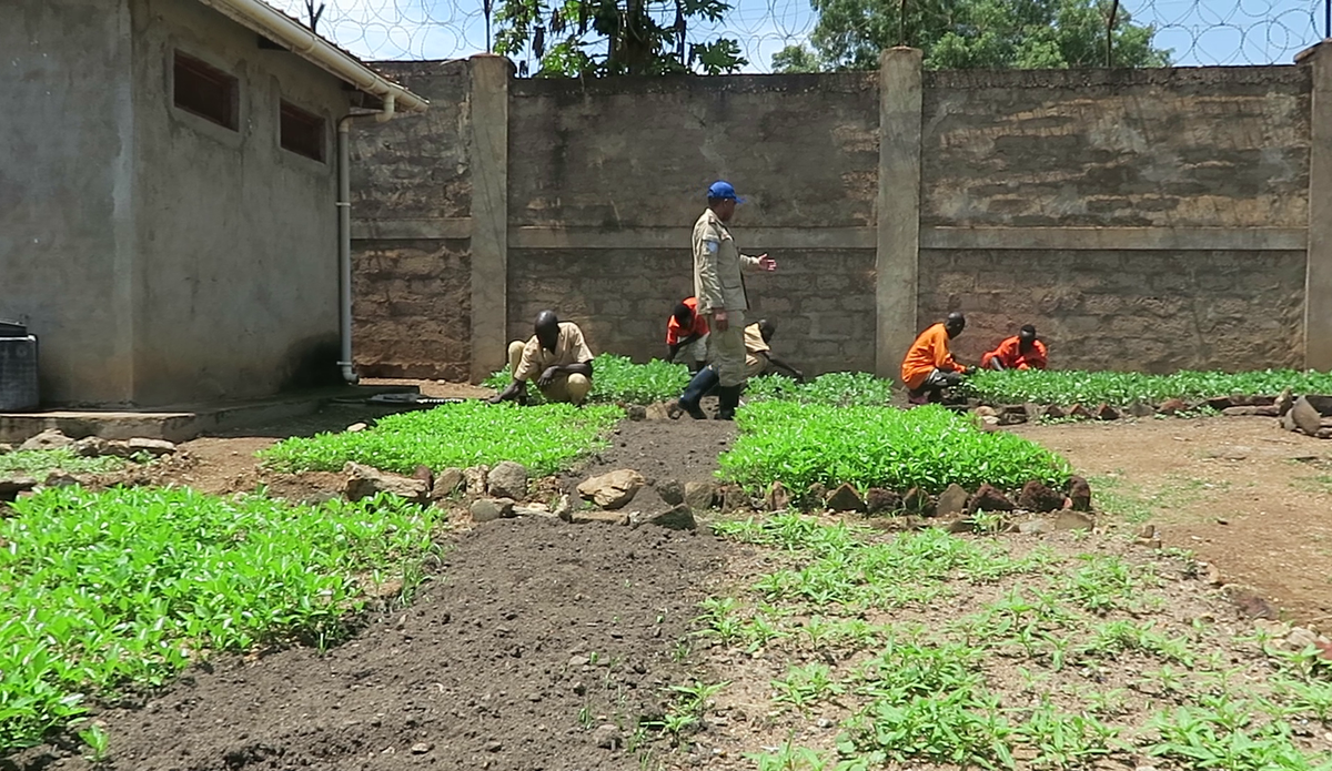UNMISS-supported gardening program improves the health of inmates at ...